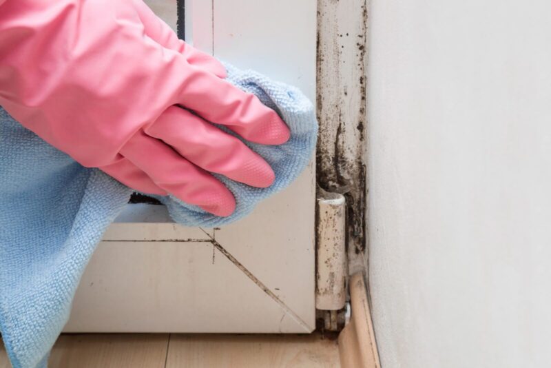 What to Do Immediately If You Find Black Mold in Your Home - Follow The ...